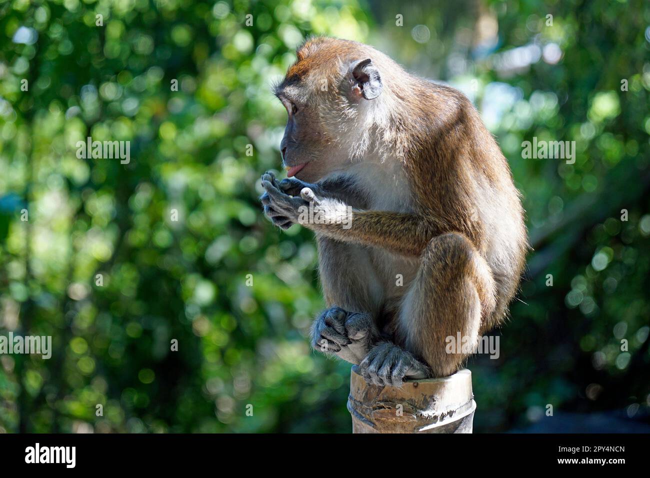 macaque monkeys ion cebu island at the philippines Stock Photo - Alamy