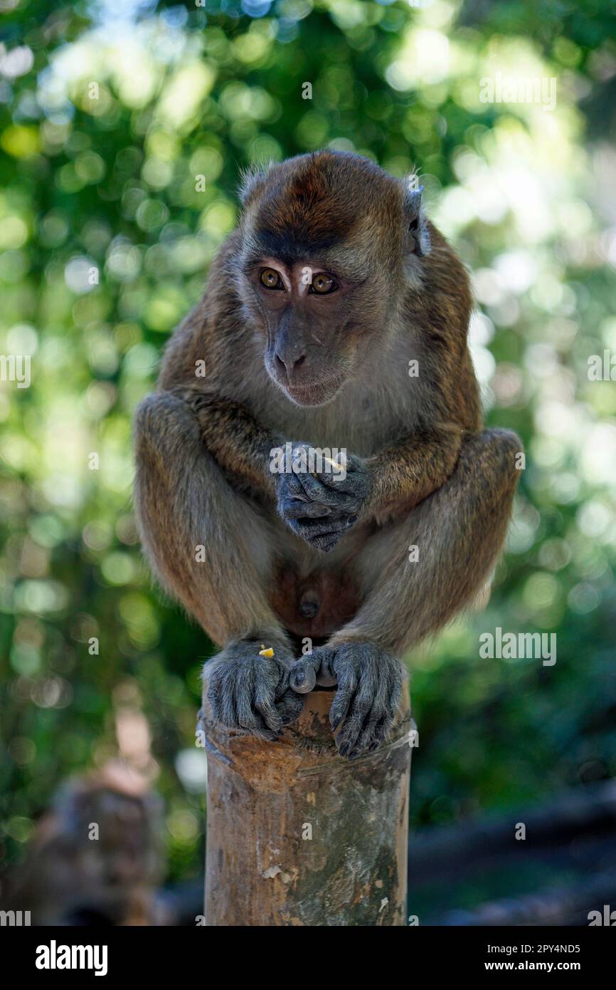 macaque monkeys ion cebu island at the philippines Stock Photo - Alamy