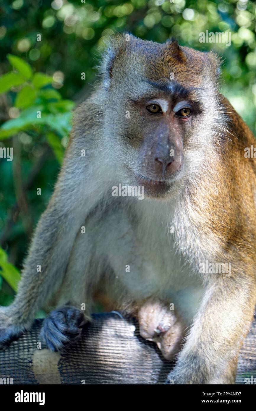 macaque monkeys ion cebu island at the philippines Stock Photo - Alamy