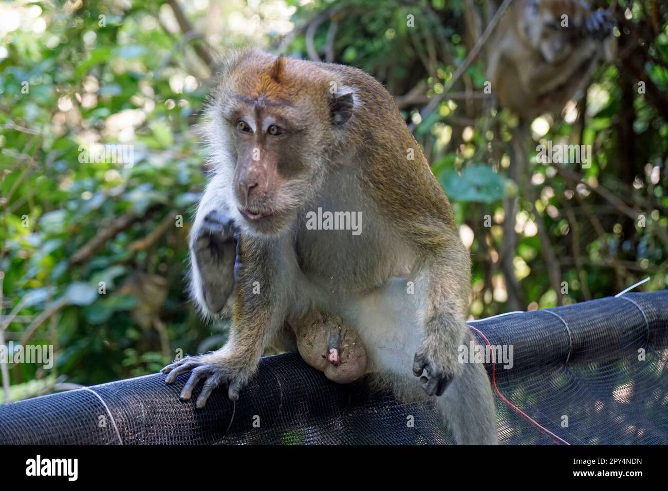 macaque monkeys ion cebu island at the philippines Stock Photo - Alamy