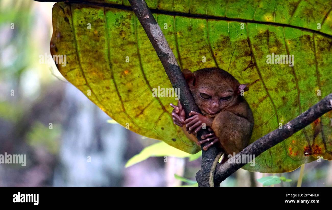Portrait of Tarsier monkey (Tarsius Syrichta) on the tree at bohol ...
