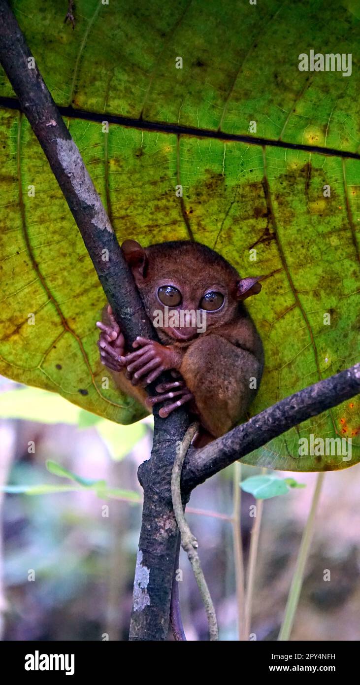 Portrait of Tarsier monkey (Tarsius Syrichta) on the tree at bohol ...