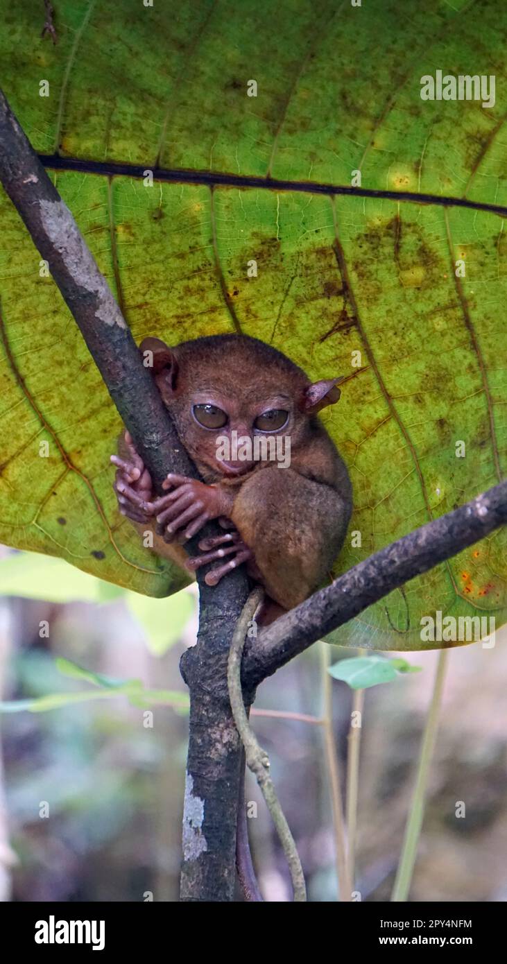 Portrait of Tarsier monkey (Tarsius Syrichta) on the tree at bohol ...