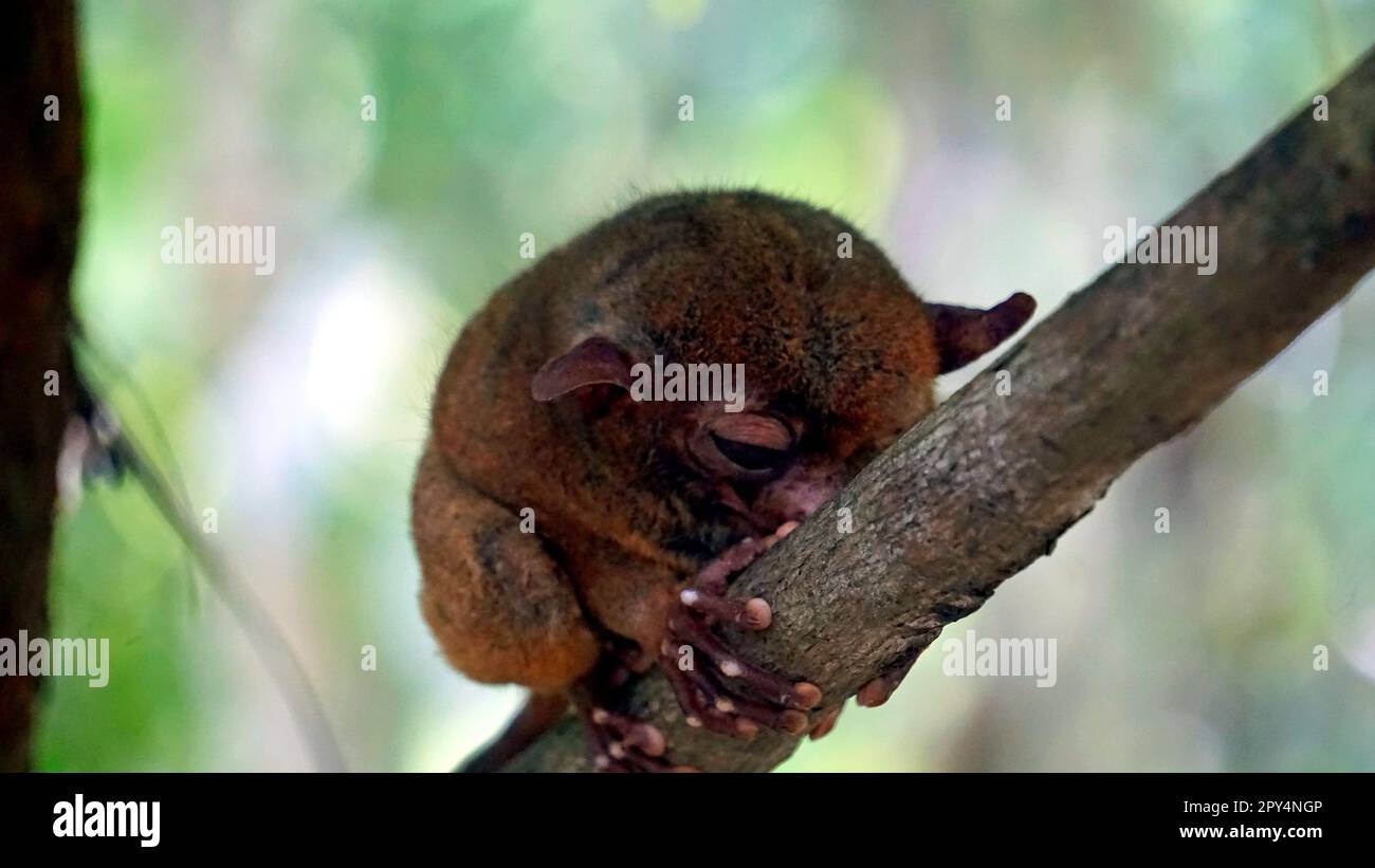 Goblin lemur hi-res stock photography and images - Alamy