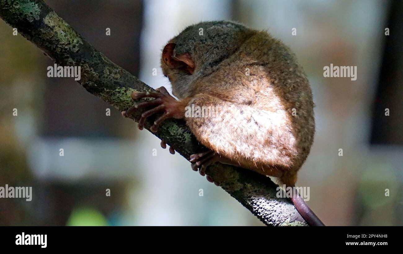 Portrait of Tarsier monkey (Tarsius Syrichta) on the tree at bohol ...