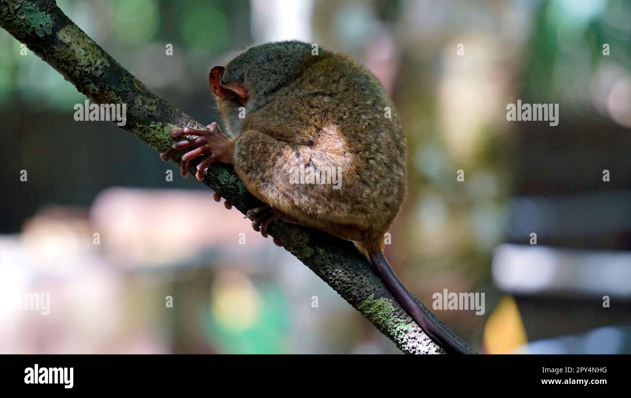 Portrait of Tarsier monkey (Tarsius Syrichta) on the tree at bohol ...