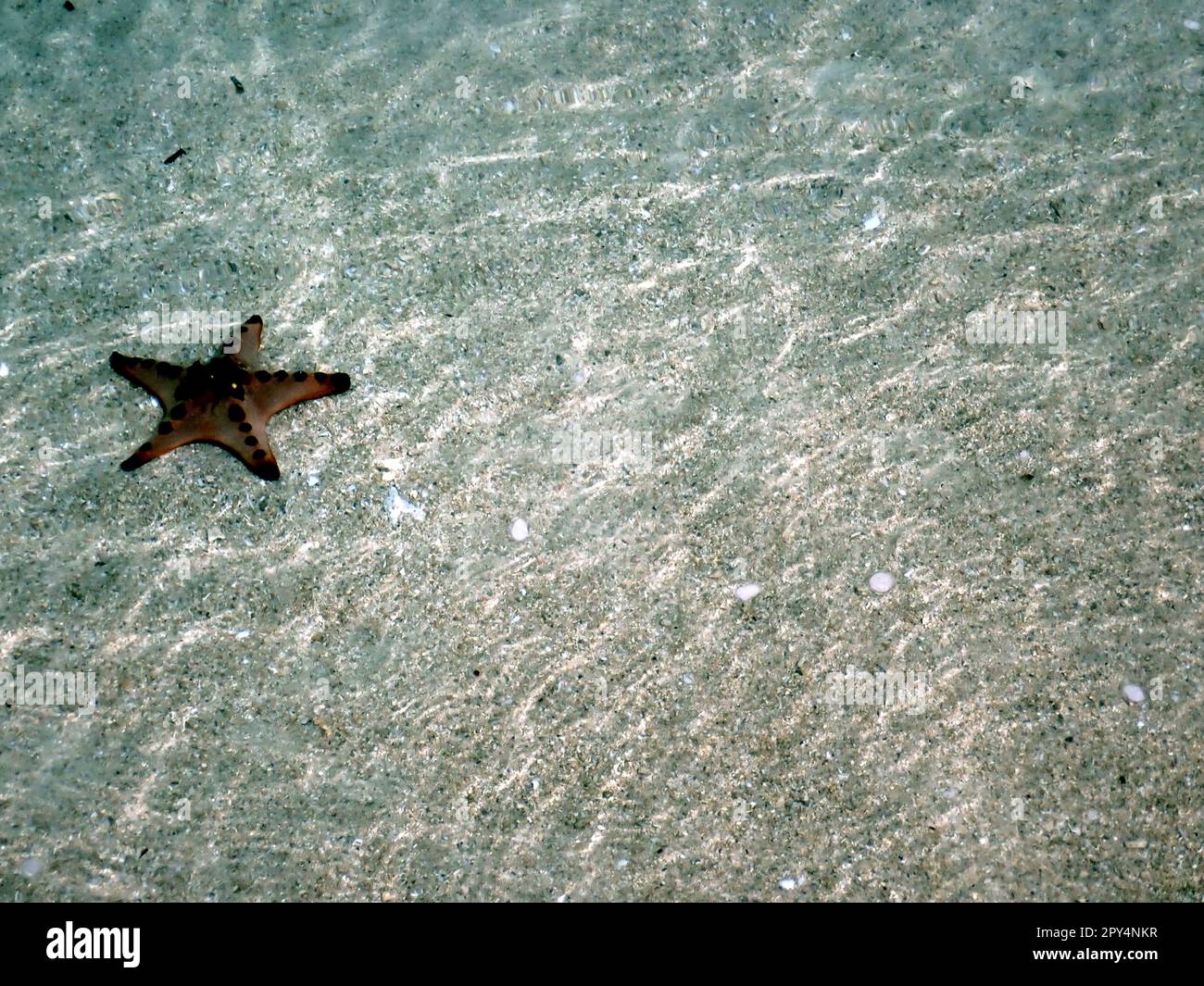 underwater world in moalboal on cebu island - colorful starfish Stock ...