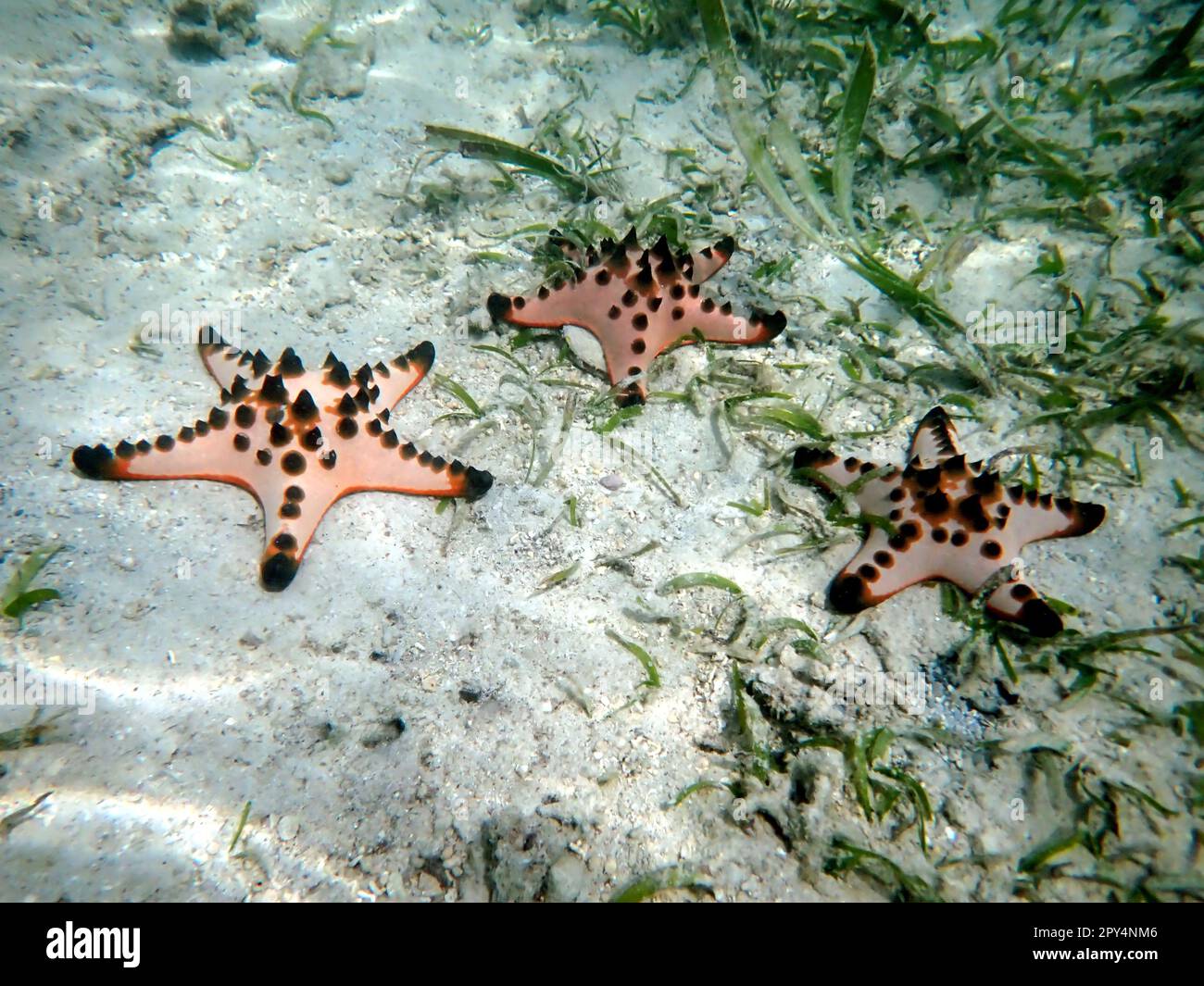 underwater world in moalboal on cebu island - colorful starfish Stock ...