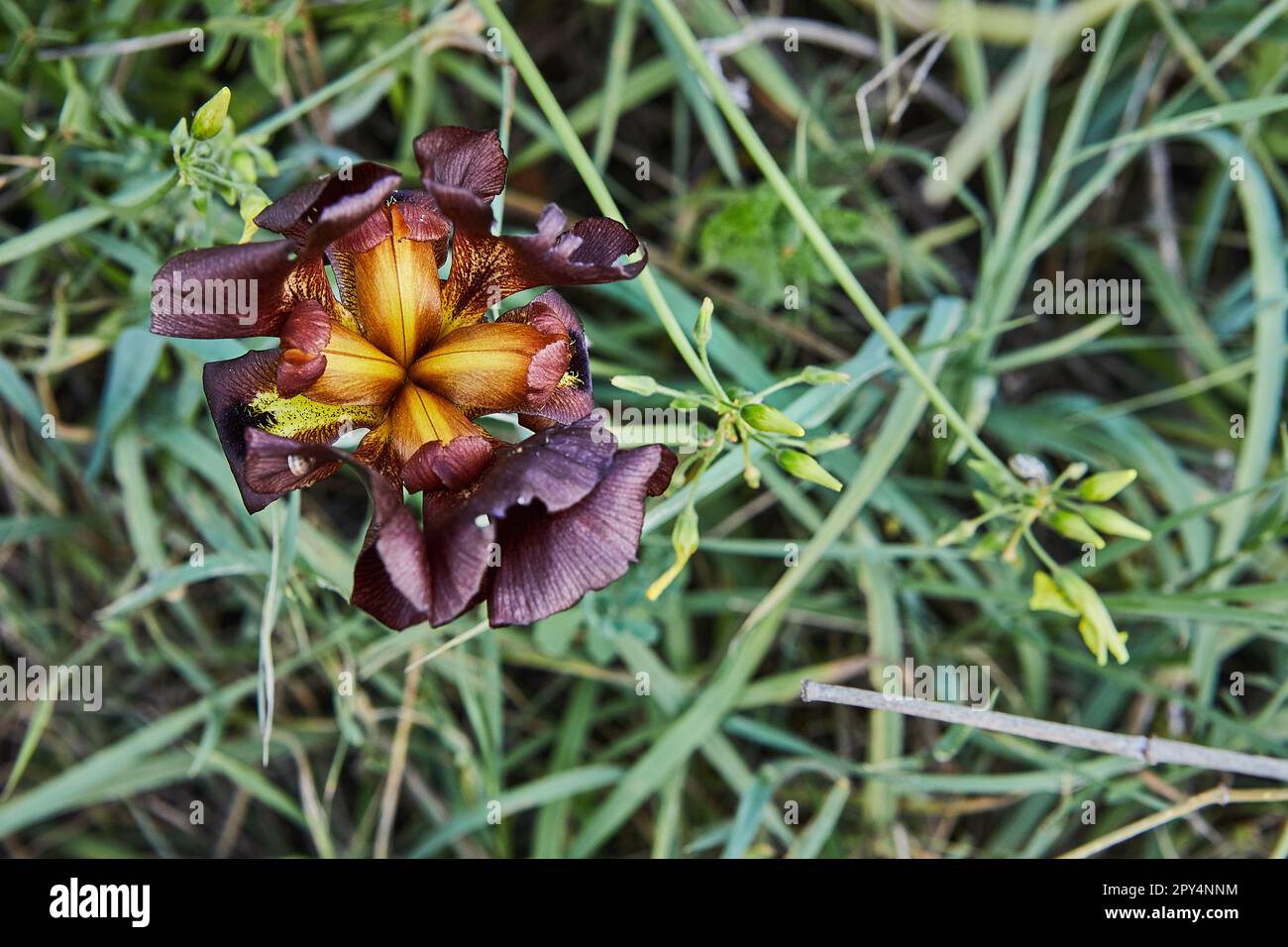 Iris is blackish hi-res stock photography and images - Alamy