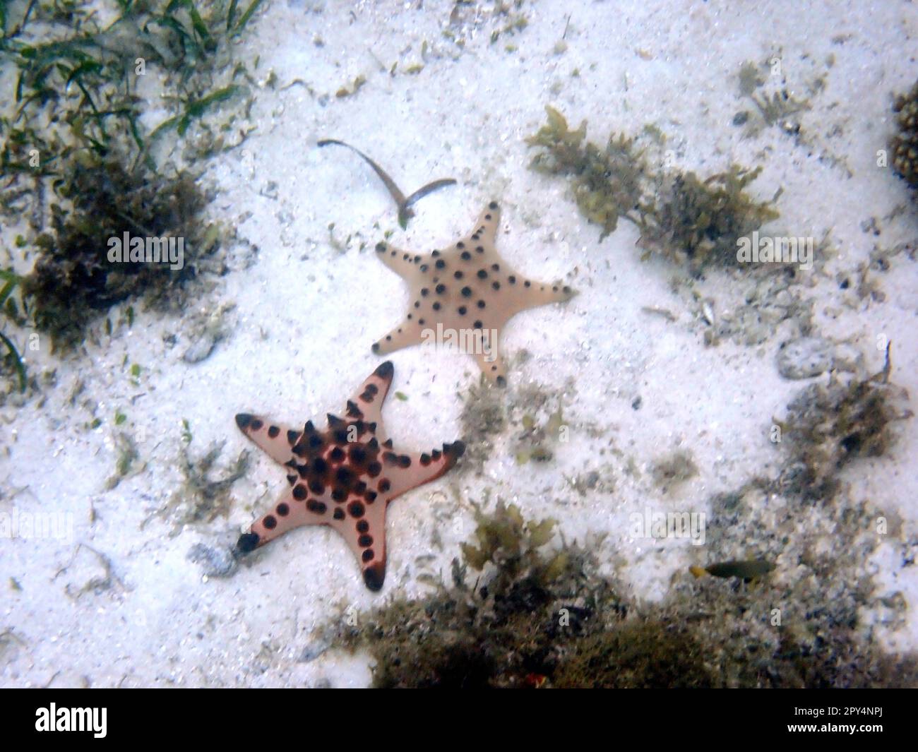 underwater world in moalboal on cebu island - colorful starfish Stock ...