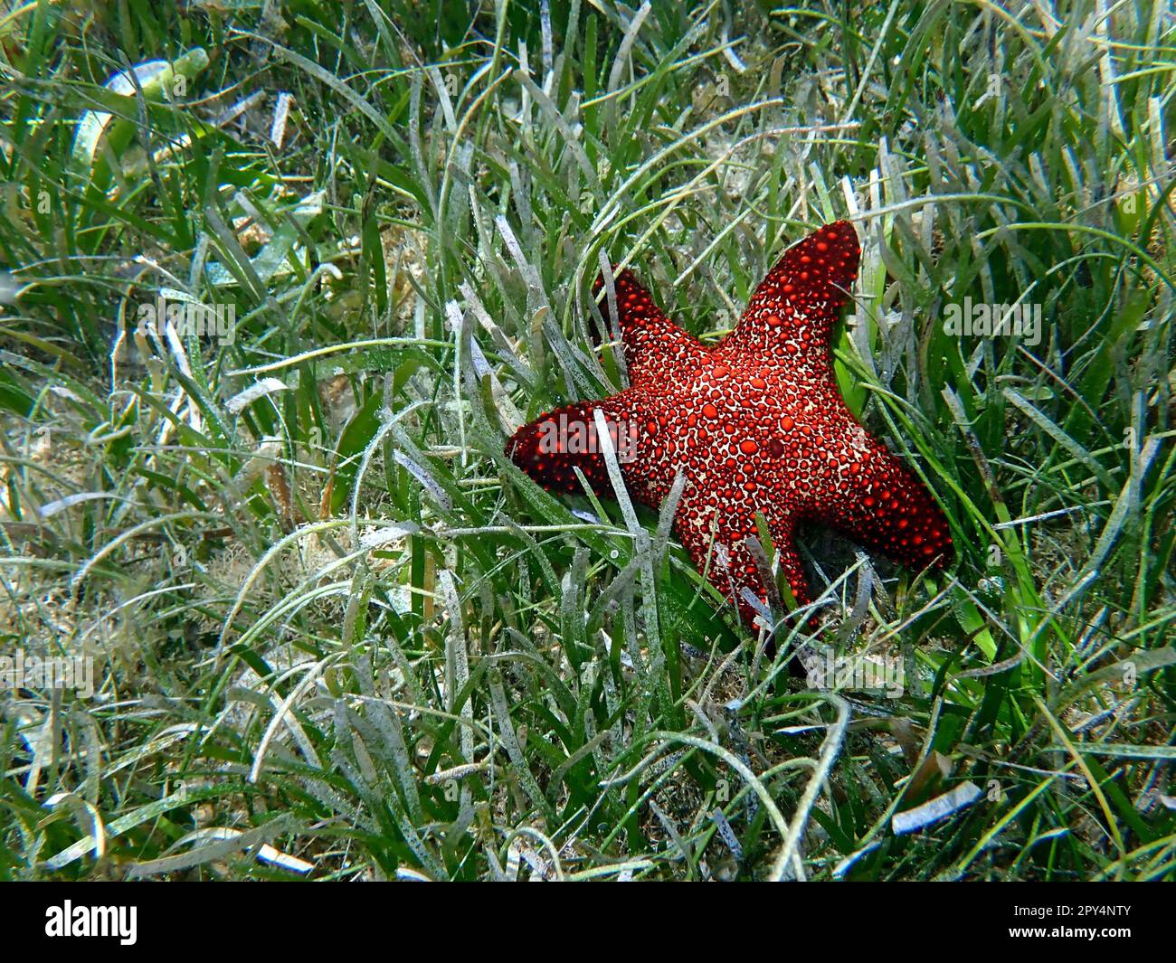 underwater world in moalboal on cebu island - colorful starfish Stock ...