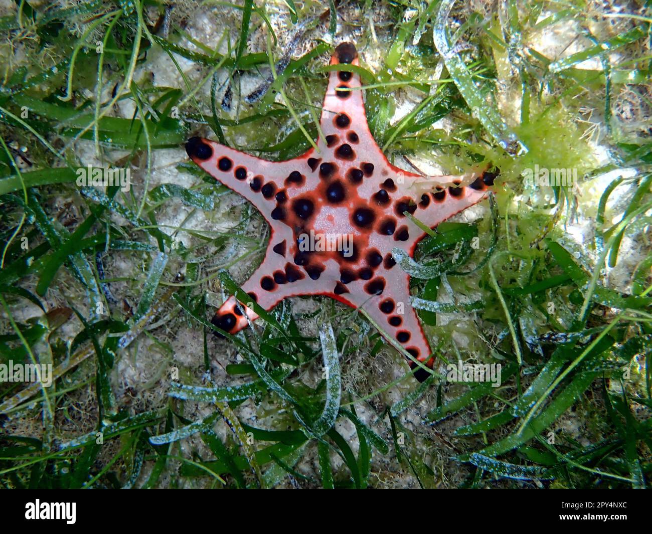 underwater world in moalboal on cebu island - colorful starfish Stock ...