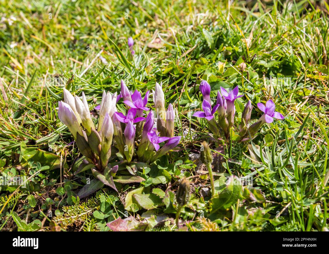 Field gentian (Gentianella campestris) growing on the alps mountains ...