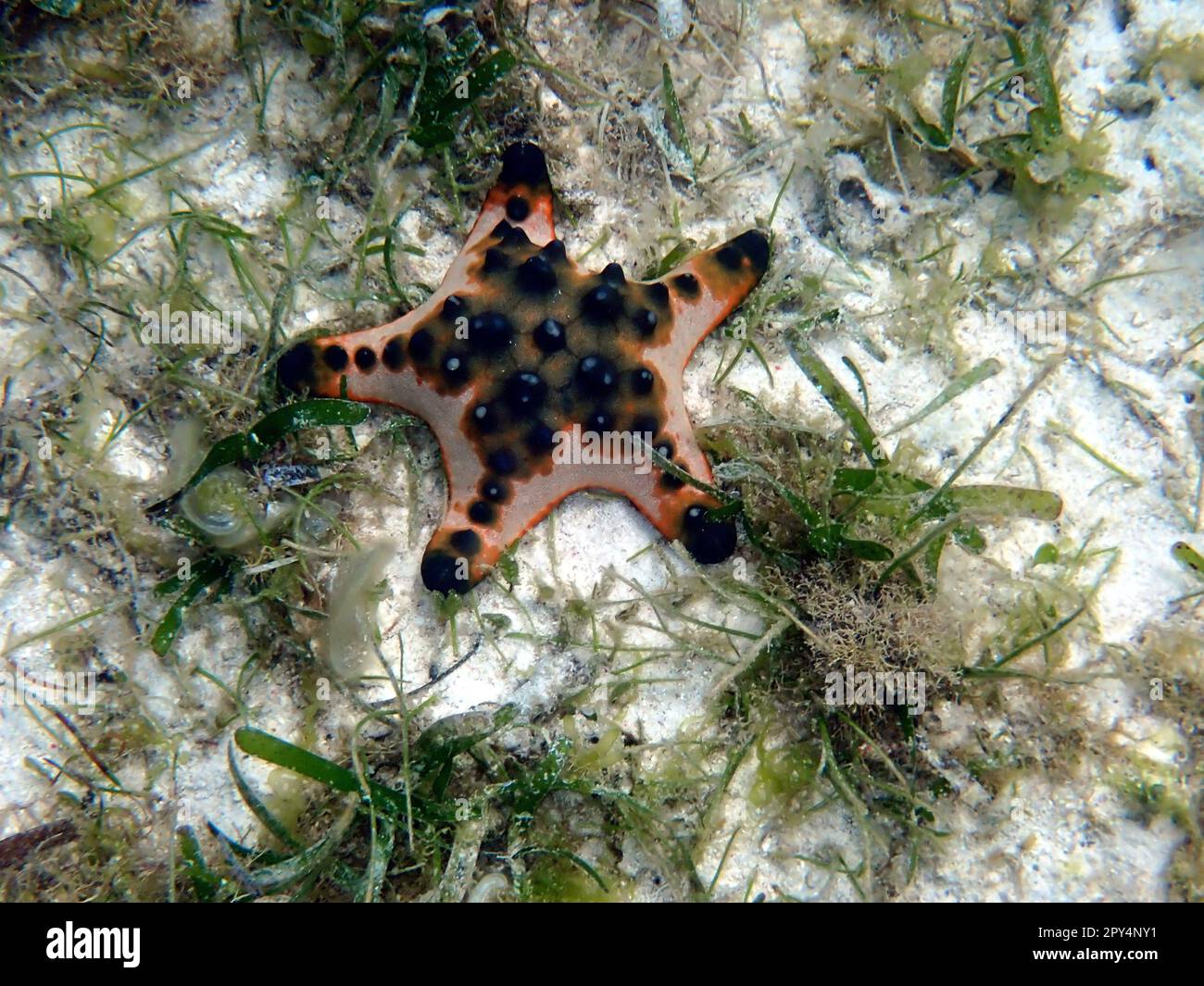 underwater world in moalboal on cebu island - colorful starfish Stock ...