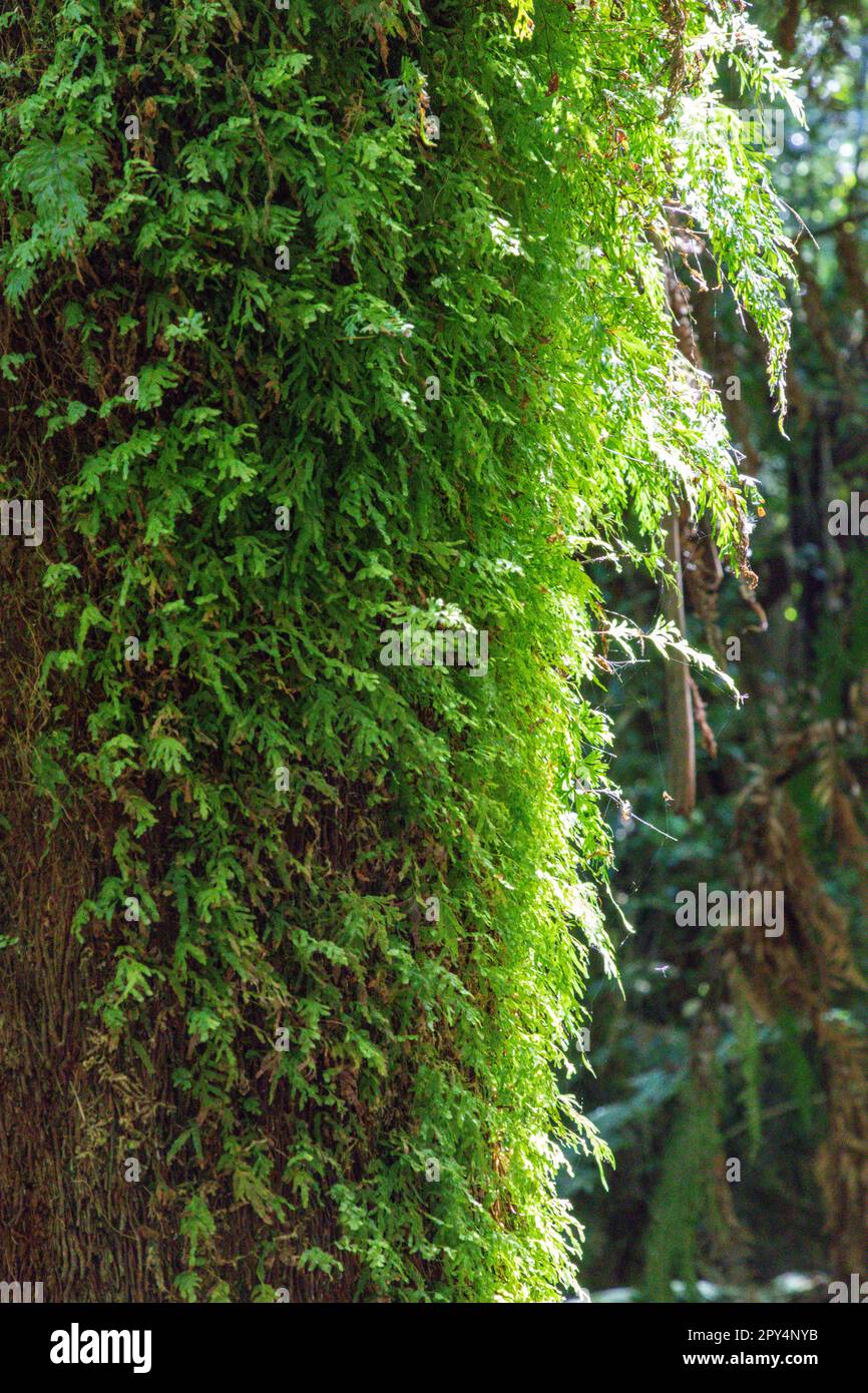 Tree ferns in Tasmania, Australia Stock Photo - Alamy