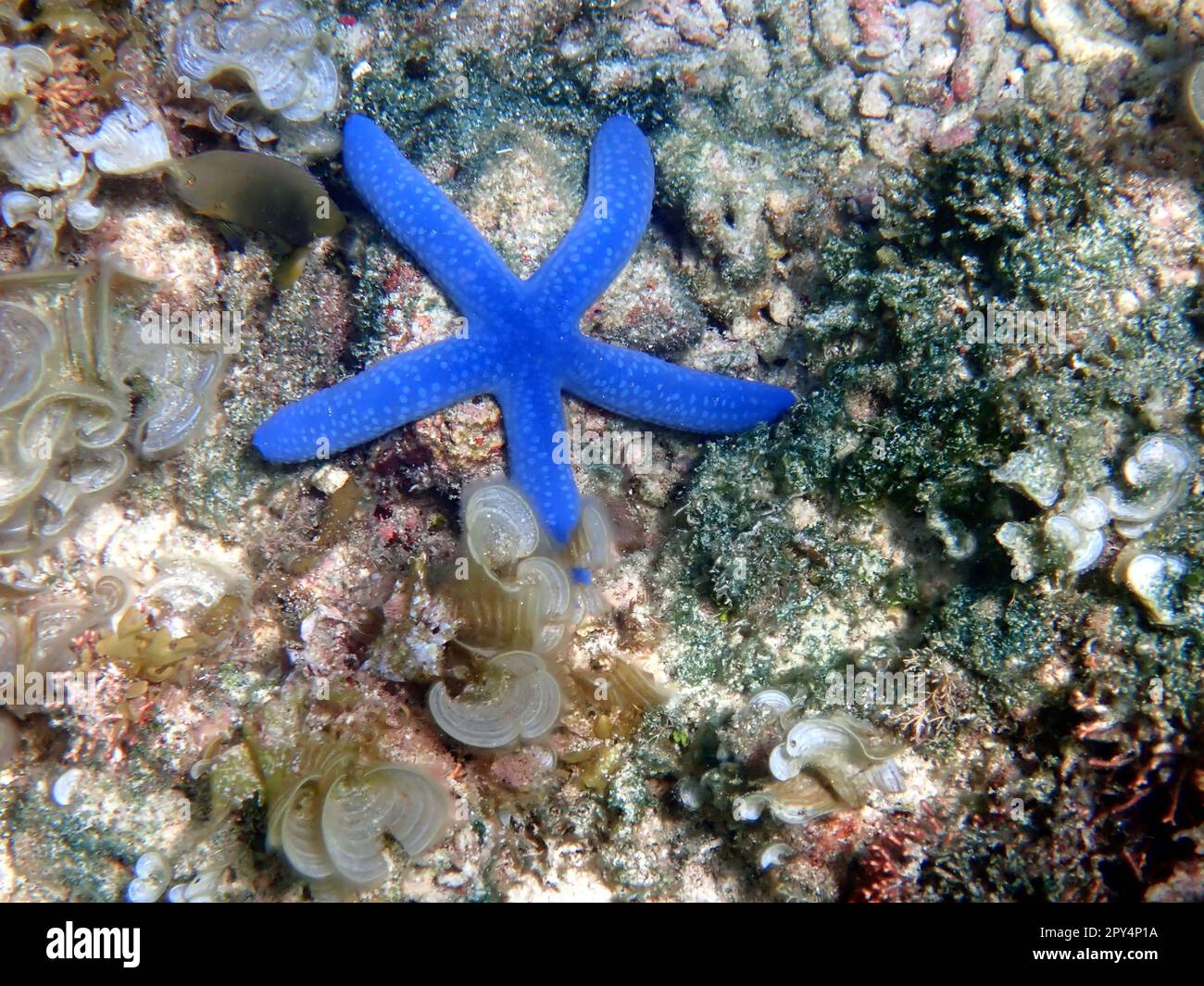 underwater world in moalboal on cebu island - colorful starfish Stock ...