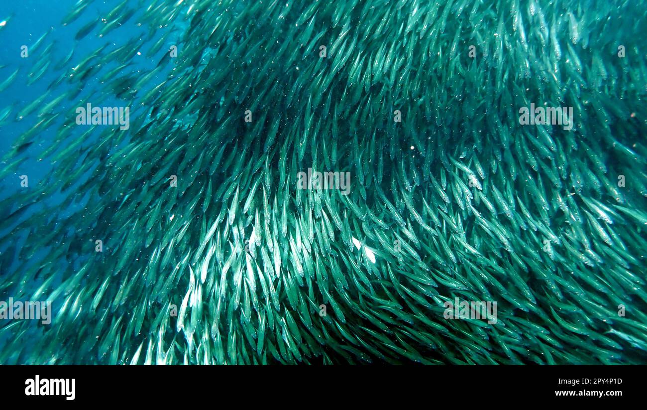 swarm of sardines in the pacific ocean near moalboal on cebu island ...