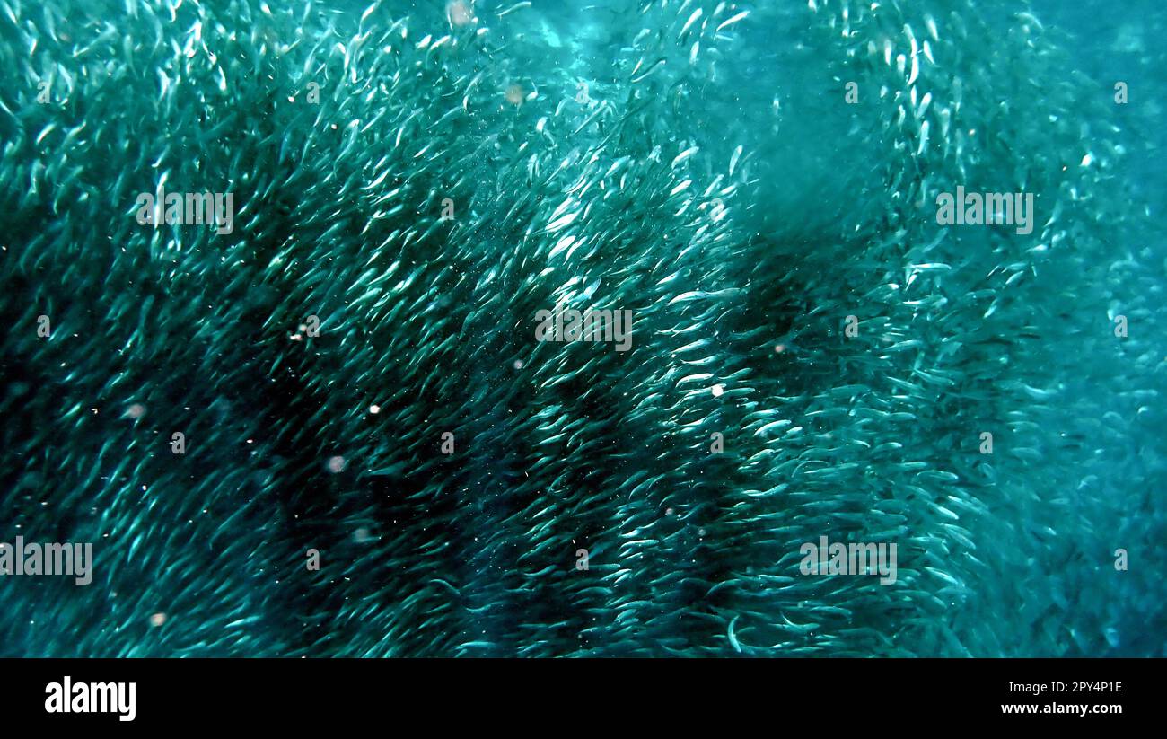 swarm of sardines in the pacific ocean near moalboal on cebu island ...