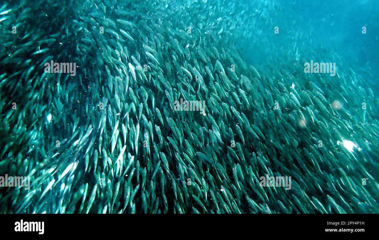 swarm of sardines in the pacific ocean near moalboal on cebu island ...