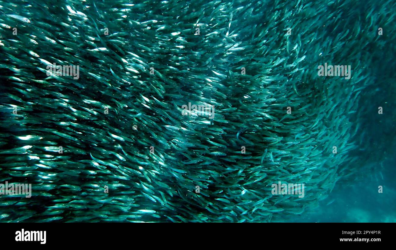 swarm of sardines in the pacific ocean near moalboal on cebu island ...