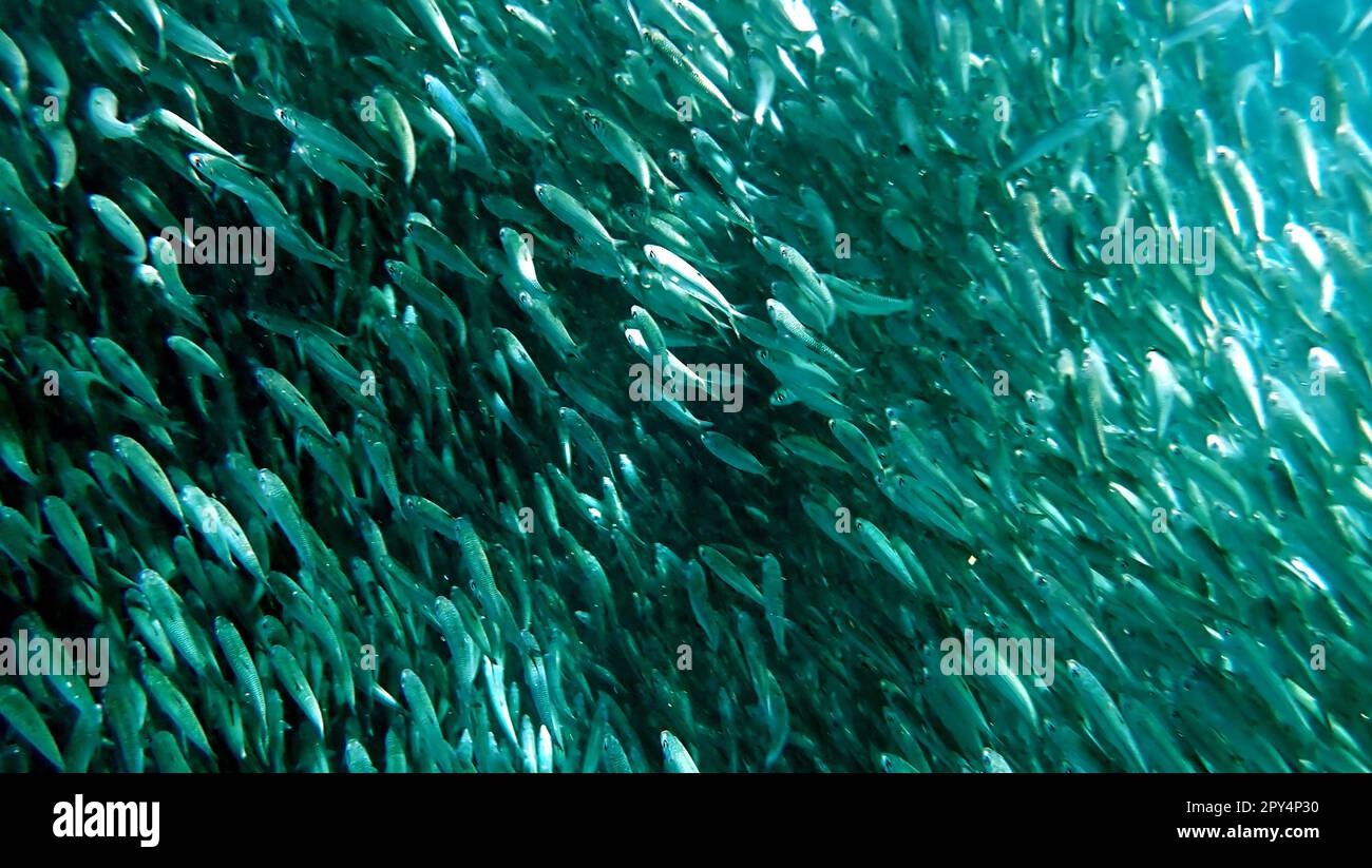 swarm of sardines in the pacific ocean near moalboal on cebu island ...
