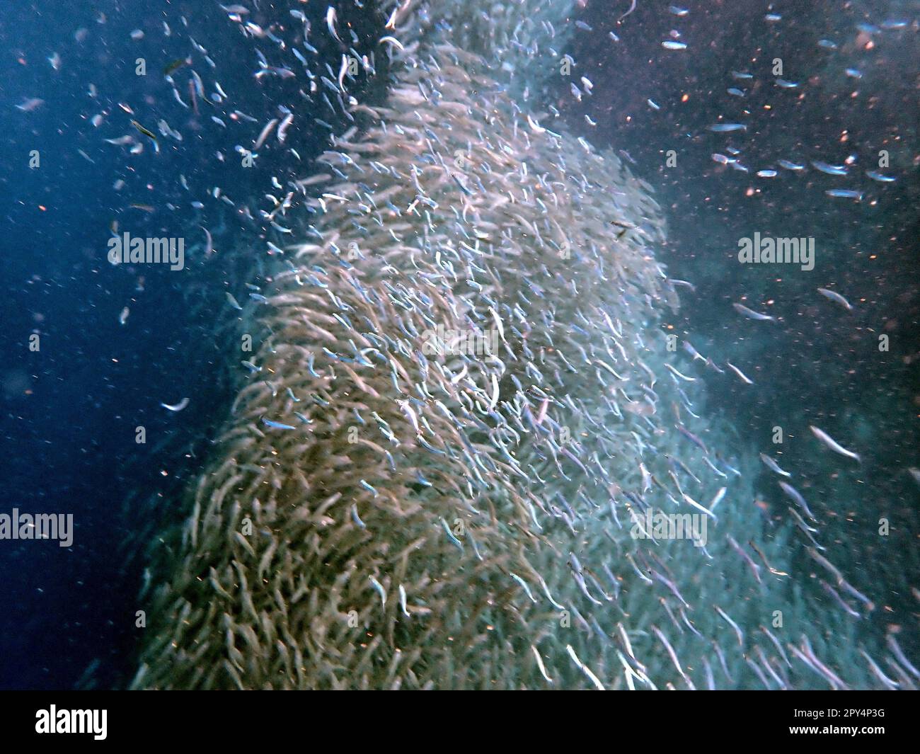 swarm of sardines in the pacific ocean near moalboal on cebu island ...