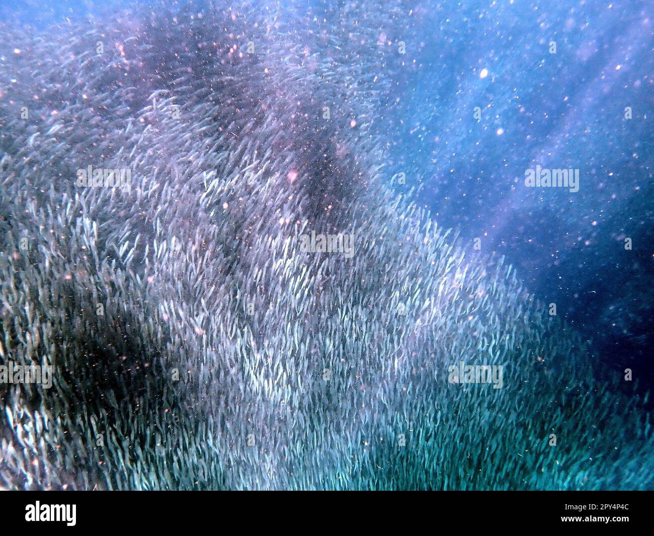 swarm of sardines in the pacific ocean near moalboal on cebu island ...