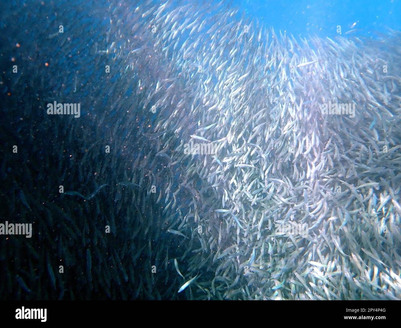 swarm of sardines in the pacific ocean near moalboal on cebu island ...