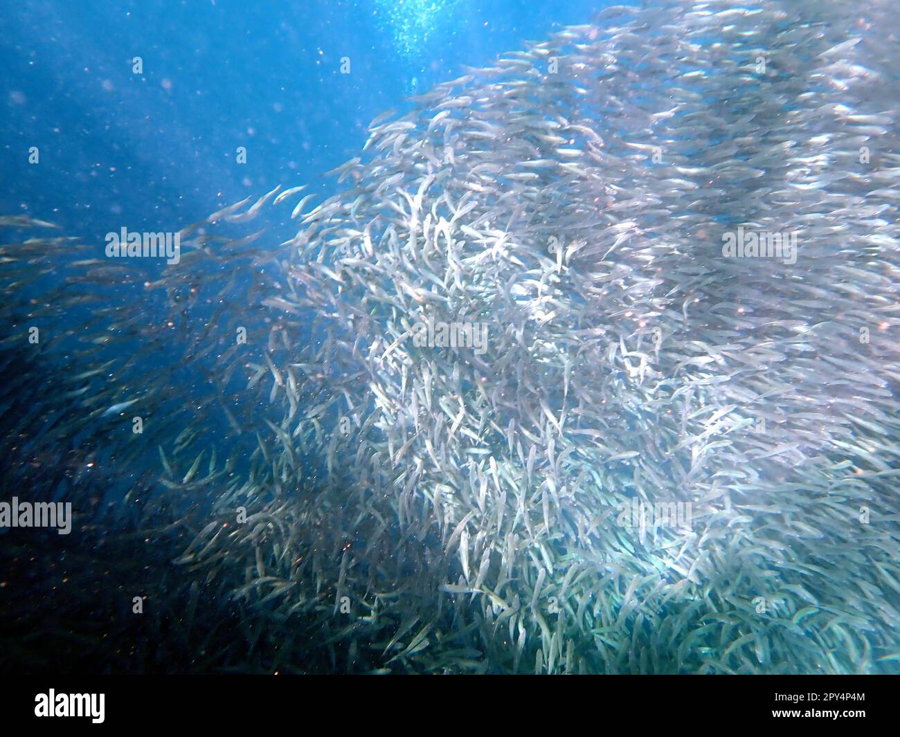 swarm of sardines in the pacific ocean near moalboal on cebu island ...