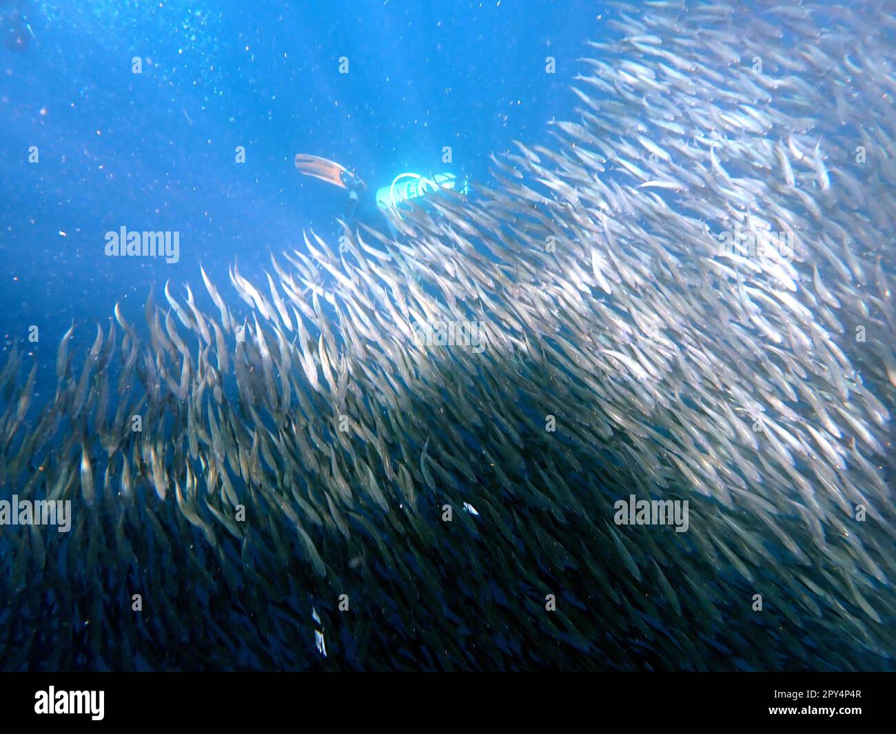 swarm of sardines in the pacific ocean near moalboal on cebu island ...