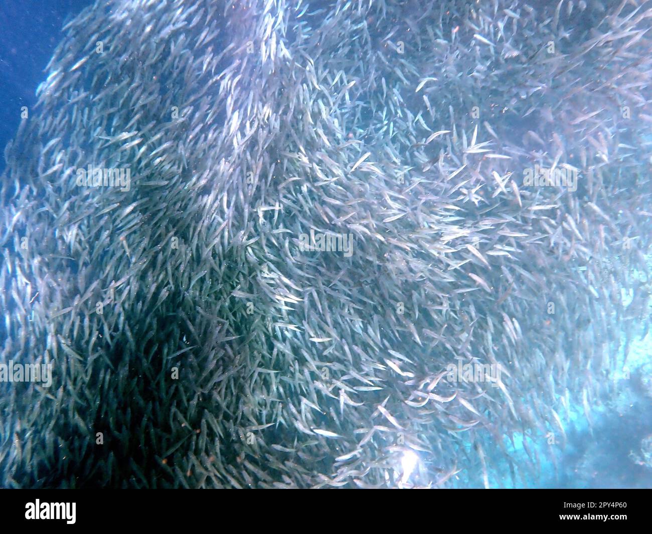 swarm of sardines in the pacific ocean near moalboal on cebu island ...