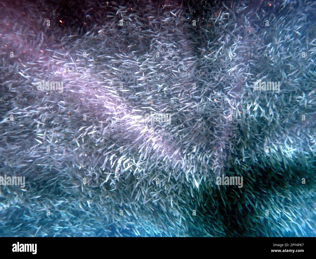 swarm of sardines in the pacific ocean near moalboal on cebu island ...
