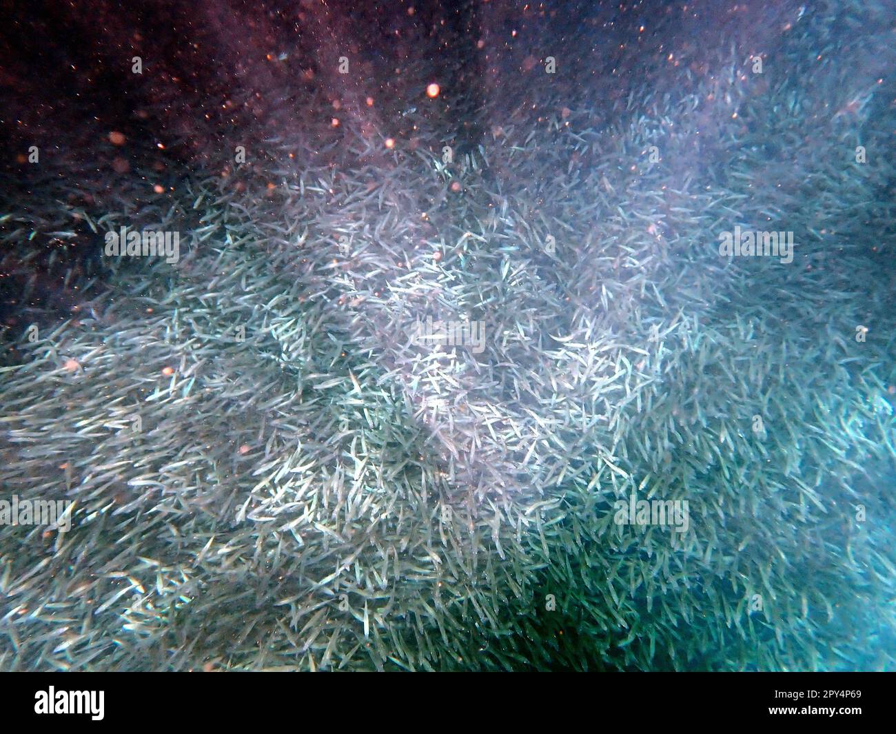 swarm of sardines in the pacific ocean near moalboal on cebu island ...