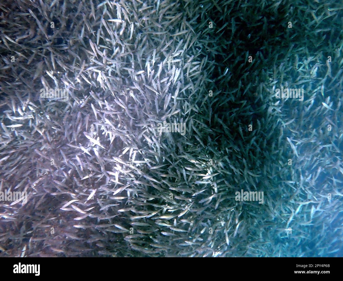 swarm of sardines in the pacific ocean near moalboal on cebu island ...