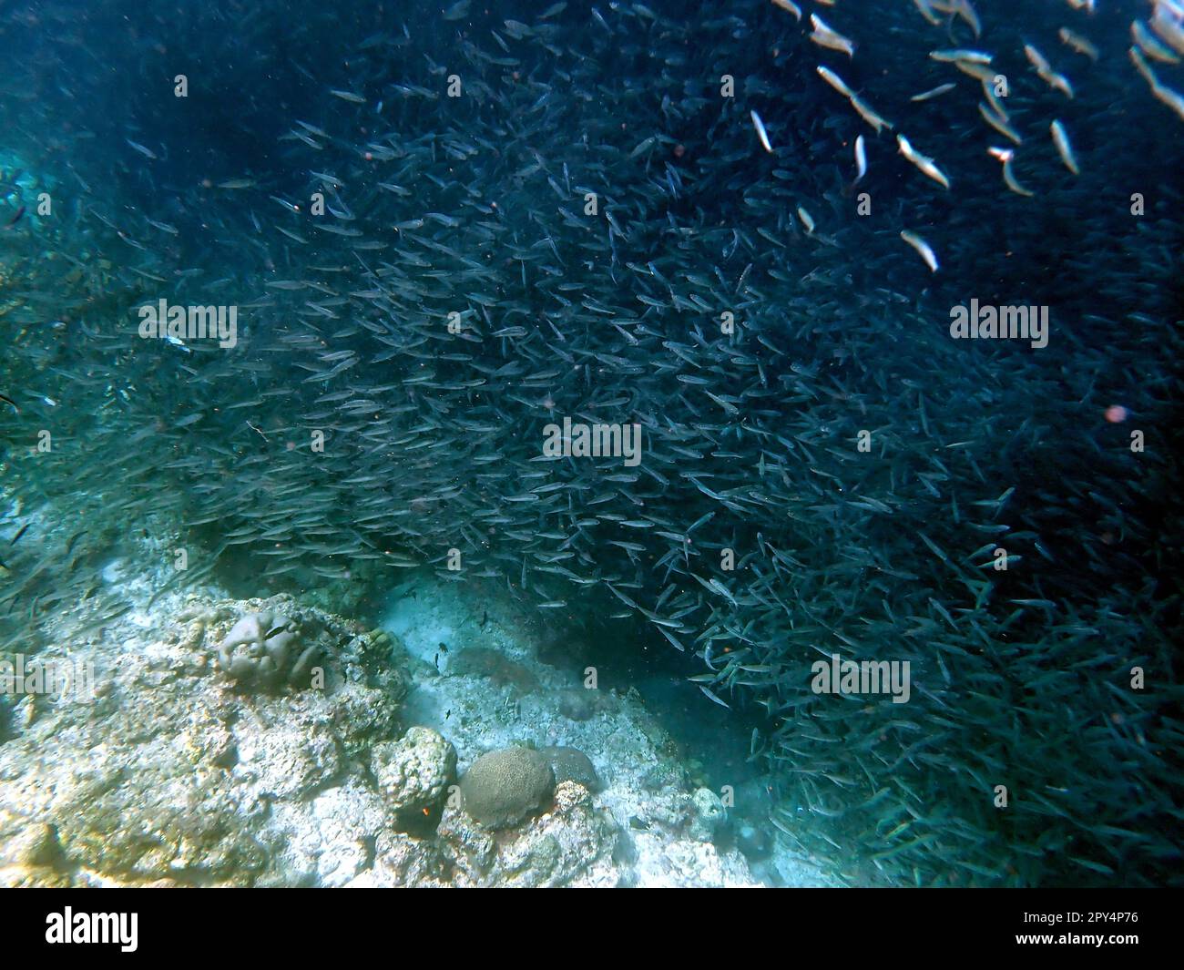 swarm of sardines in the pacific ocean near moalboal on cebu island ...