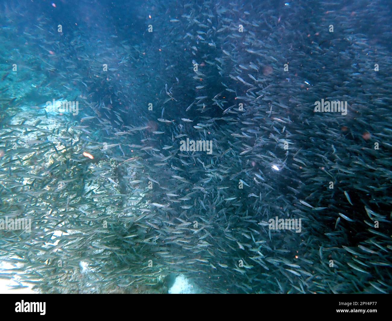swarm of sardines in the pacific ocean near moalboal on cebu island ...