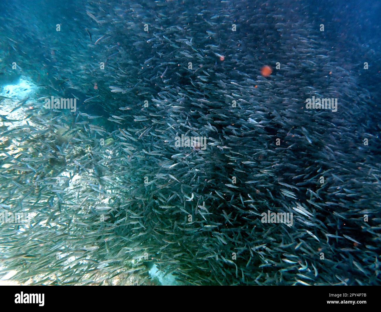 swarm of sardines in the pacific ocean near moalboal on cebu island ...