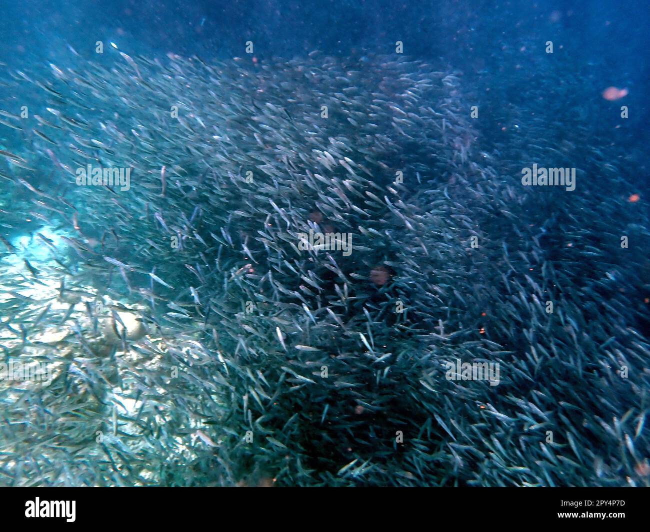 swarm of sardines in the pacific ocean near moalboal on cebu island ...