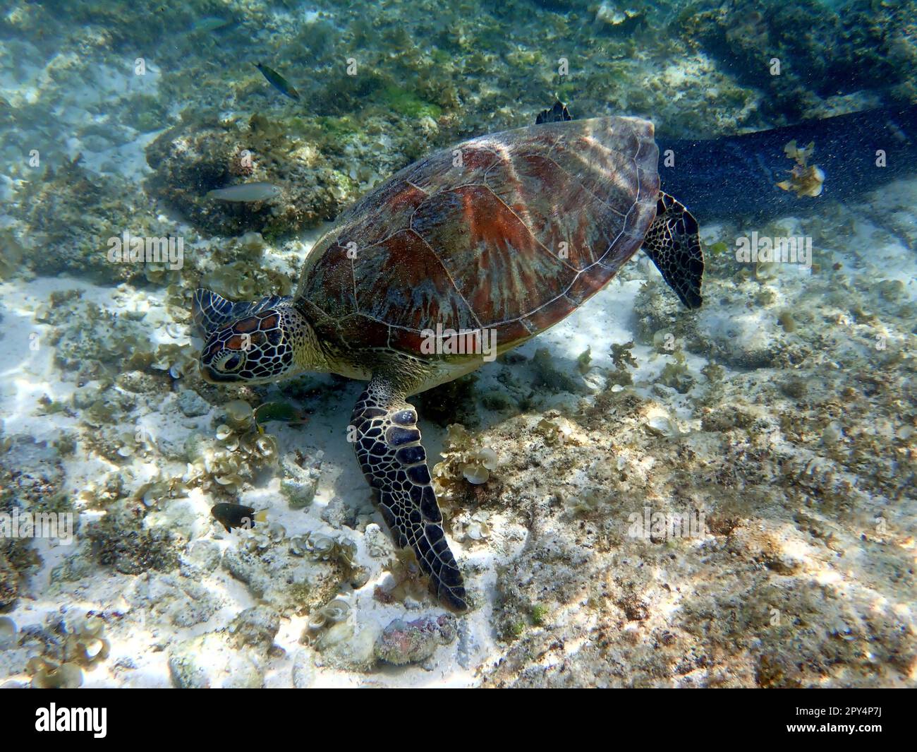 snorkeling with a sea turtle at moalboal on cebu island Stock Photo - Alamy