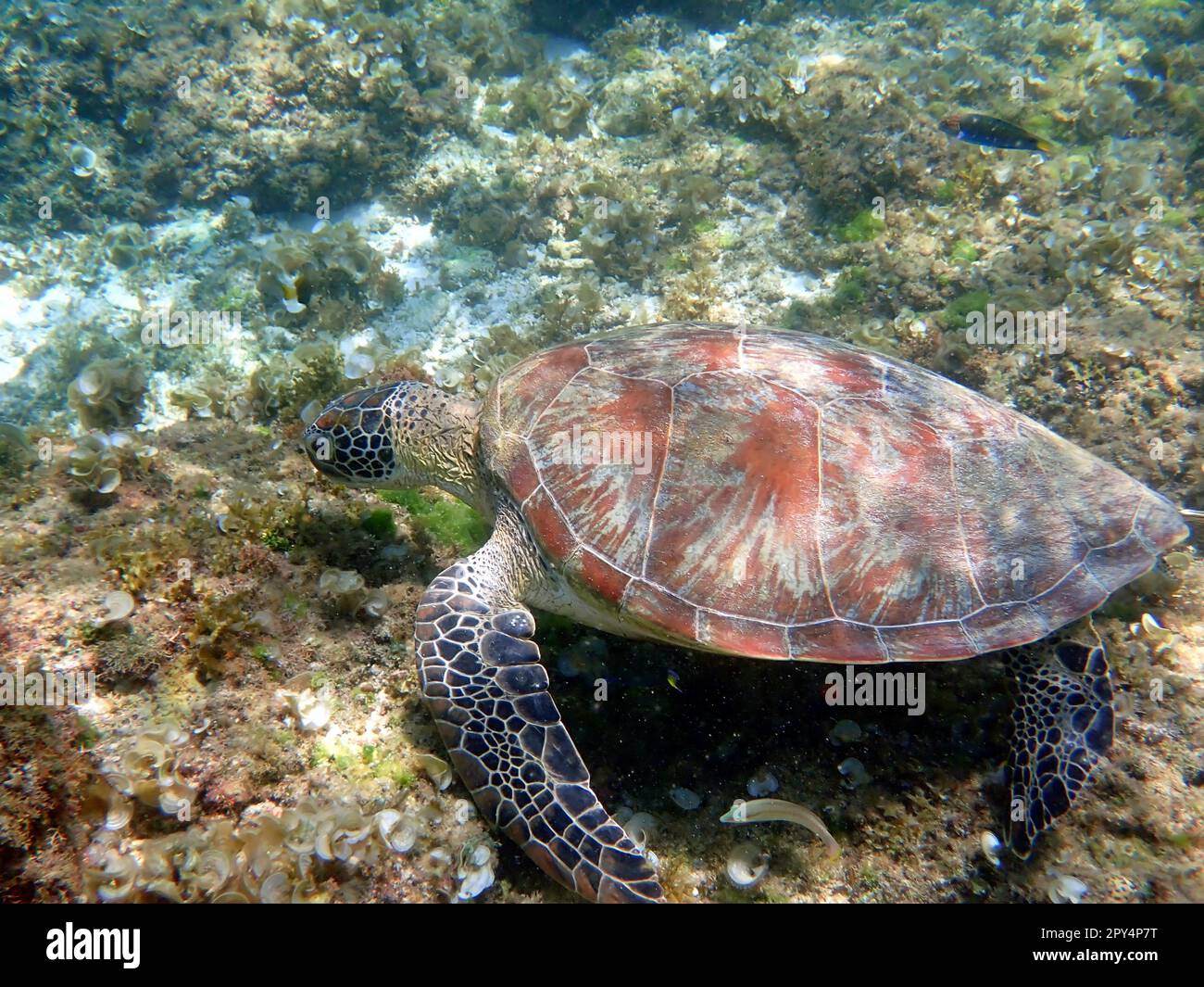 snorkeling with a sea turtle at moalboal on cebu island Stock Photo - Alamy