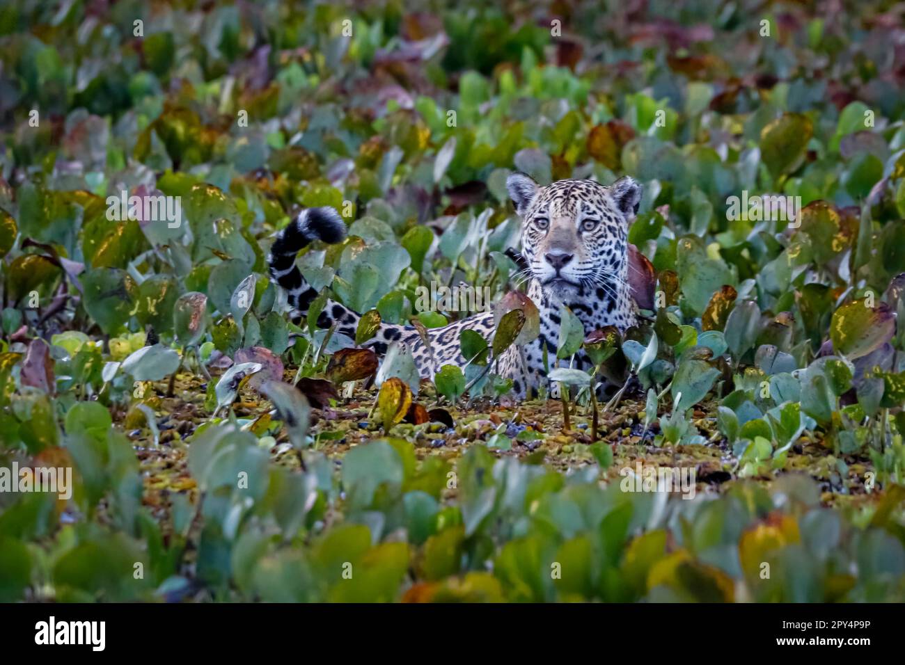 Young Jaguar standing in shallow water covered with water hyacinths ...