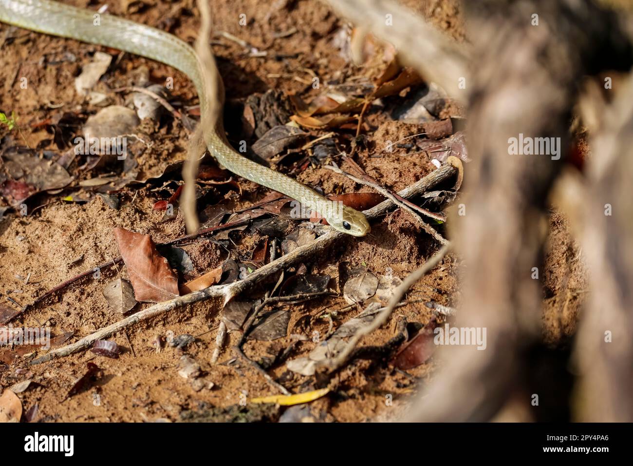 Yellow-tailed Cribo snake (Drymarchon corais) on forest floor in ...