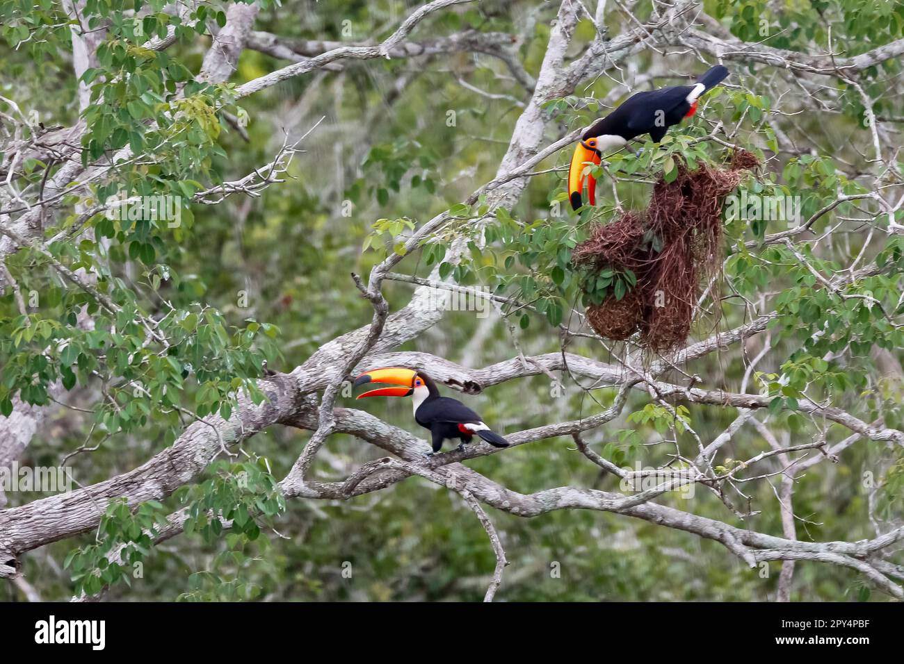 Two Toco Toucans in a tree, one plundering a birds nest, Pantanal ...