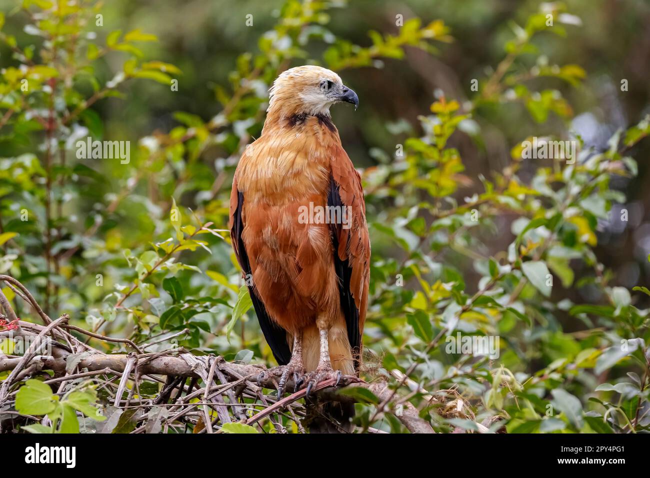 Animal observation forest hi-res stock photography and images - Alamy