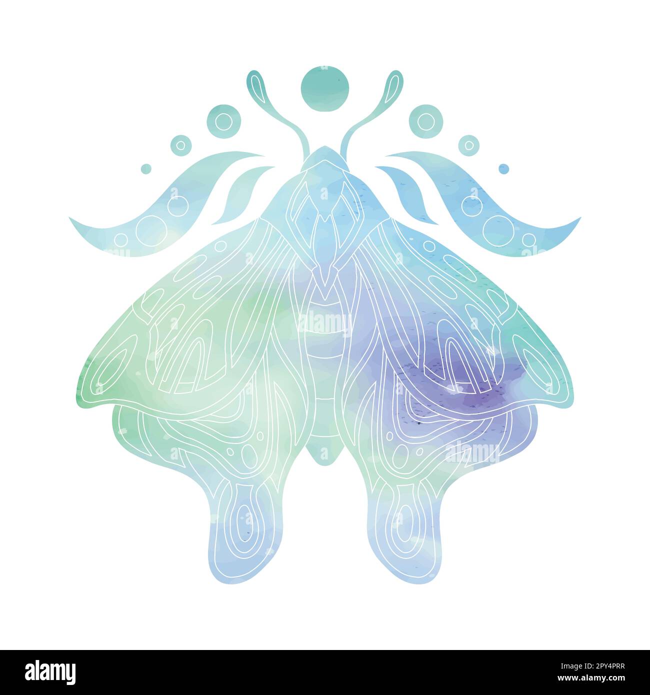 Vector contour illustration of a moth with blue watercolor background ...