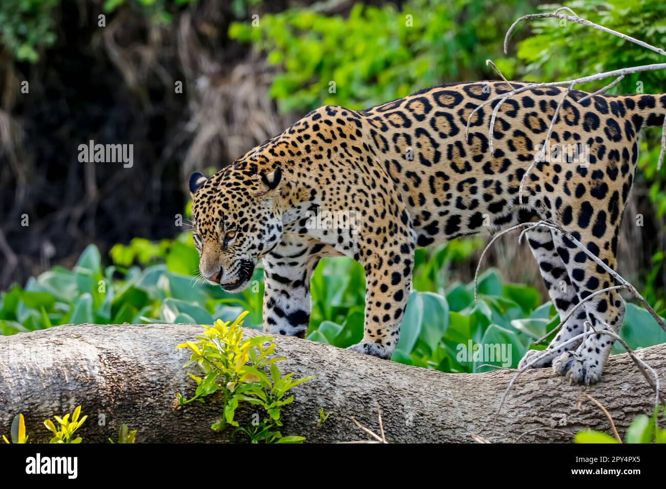 Jaguar in tree hi-res stock photography and images - Alamy