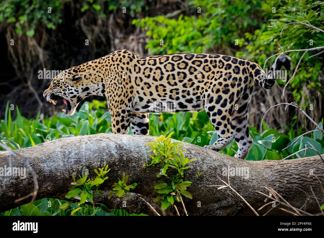 Close-up of a Jaguar standing in threatening behavior on a tree trunk ...
