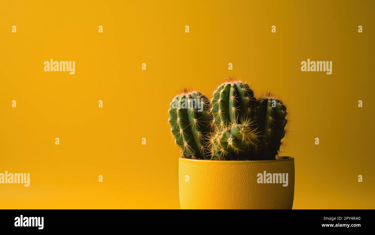 Cactus in yellow pot on yellow background with copy space. Minimal ...