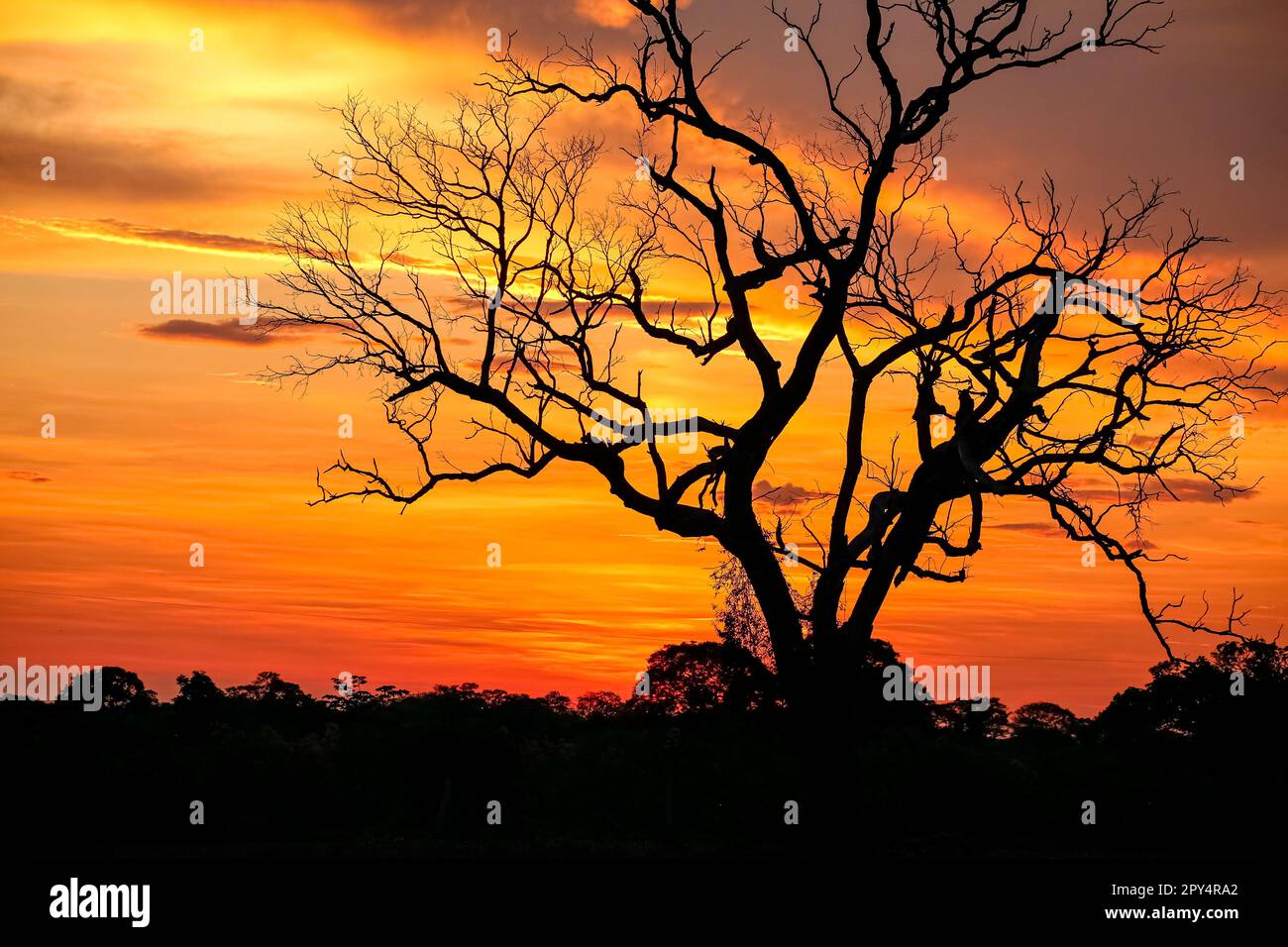 Dramatic colorful sunset sky with tree silhouette in the Pantanal ...