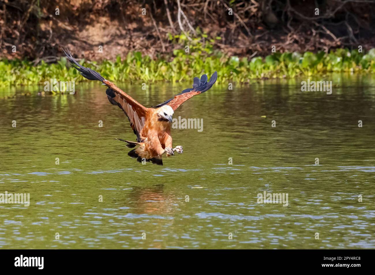 Black-collared Hawk tries to grab prey with its claws in deep flight ...